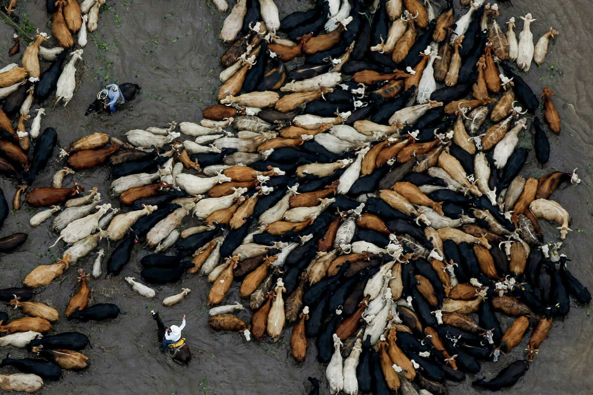 The trouble with living in a swamp: Houston floods explained