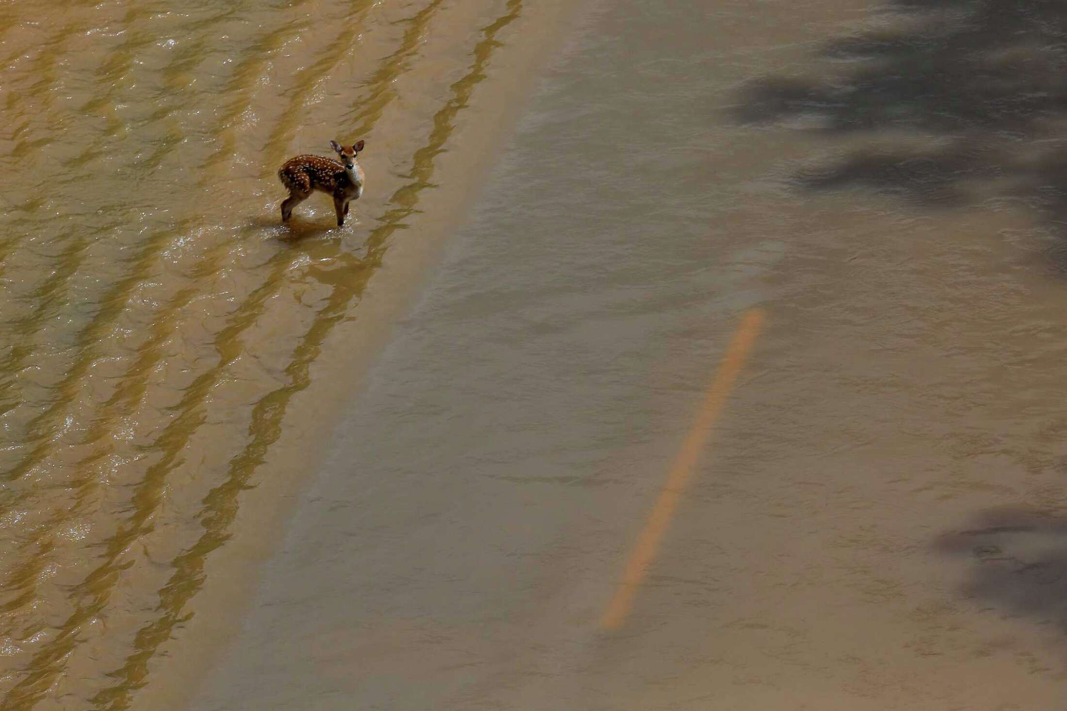 The trouble with living in a swamp: Houston floods explained