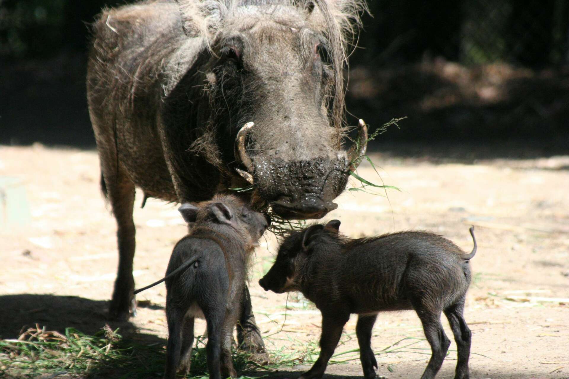 Oakland Zoo welcomes two litters of warthog piglets