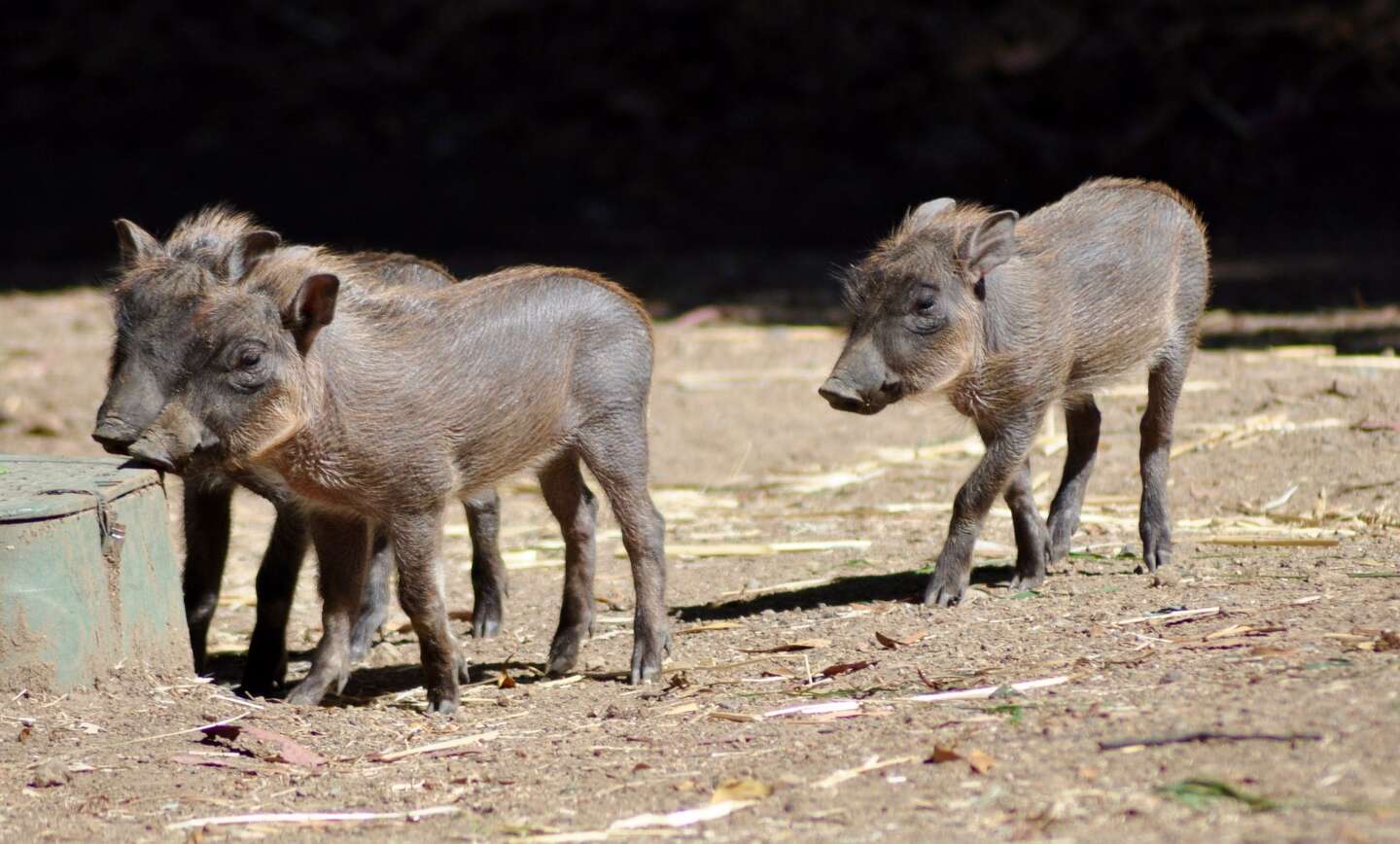 Oakland Zoo welcomes two litters of warthog piglets
