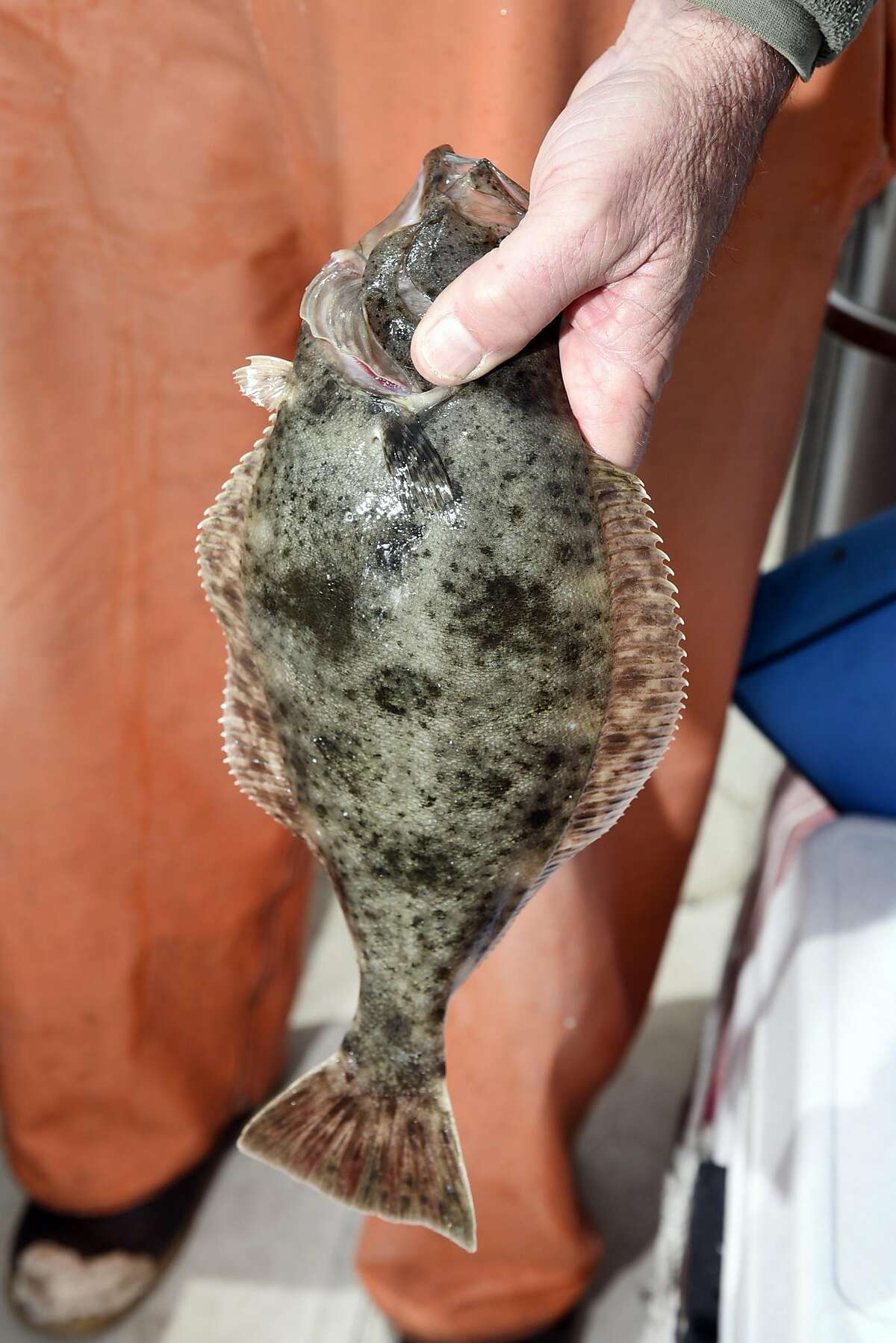 Real local halibut comes straight from the bay to area restaurants