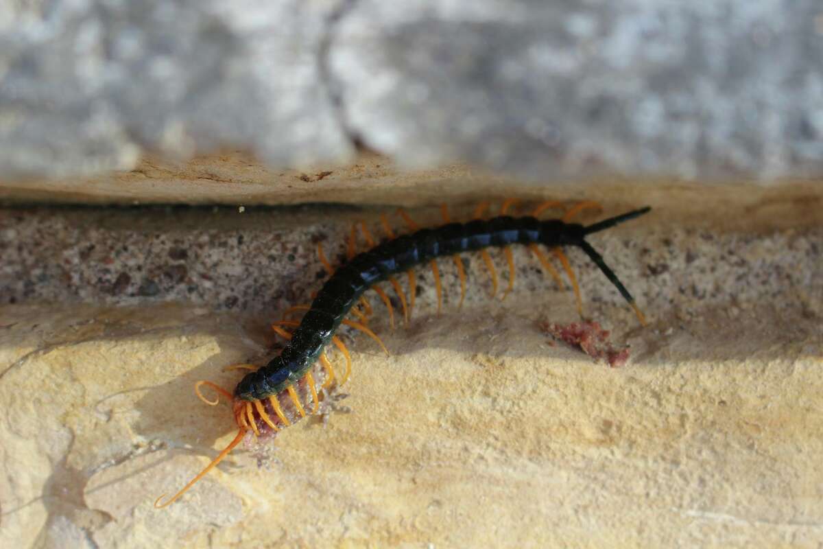 Texas Parks and Wildlife share photo of redheaded centipede snacking on ...