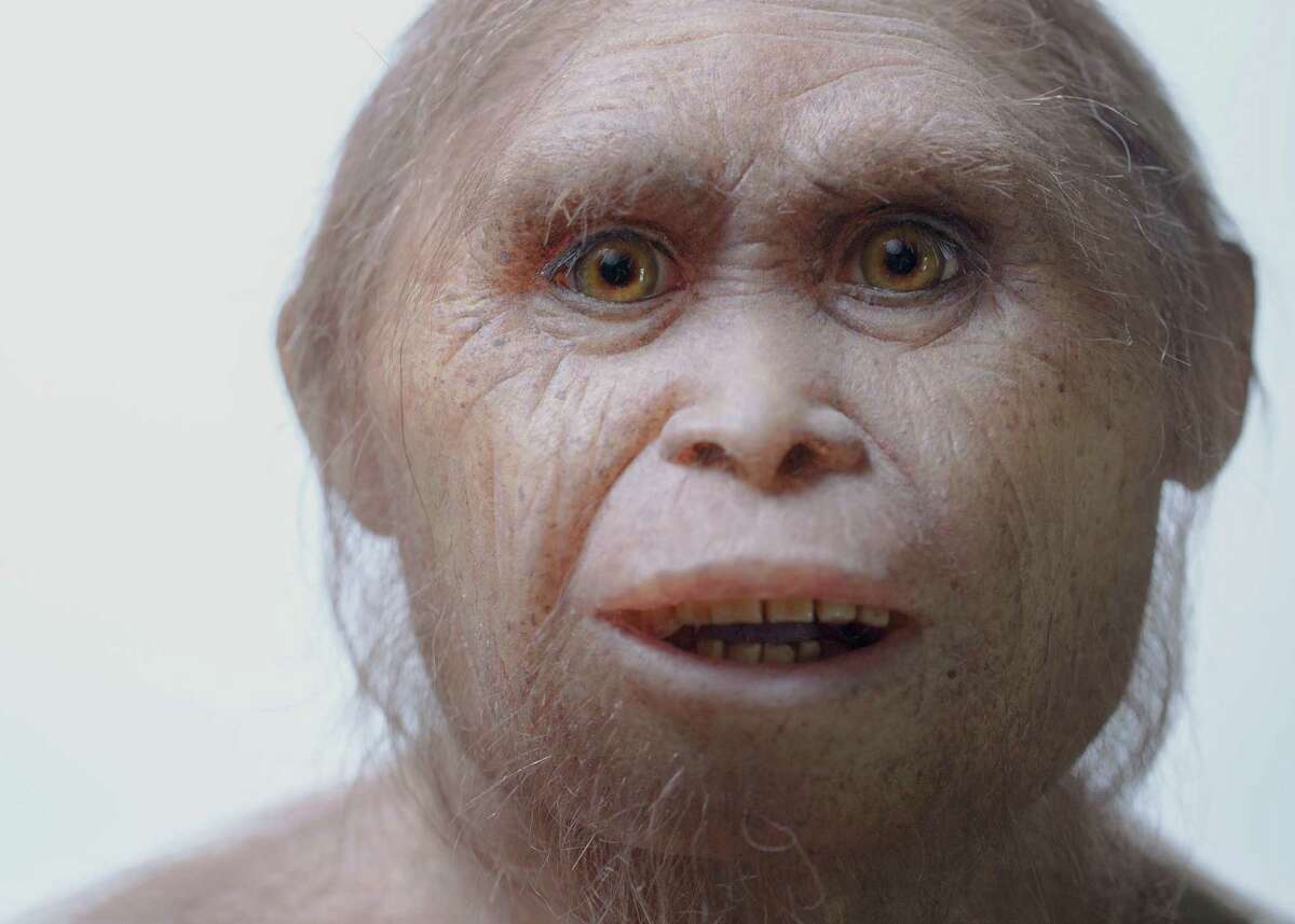 New fossils strengthen case for ‘Hobbit’ species
