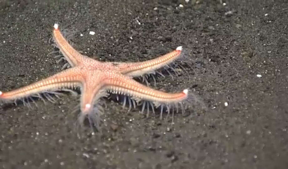 How a starfish walks is kinda gross, kinda cool - Houston Chronicle