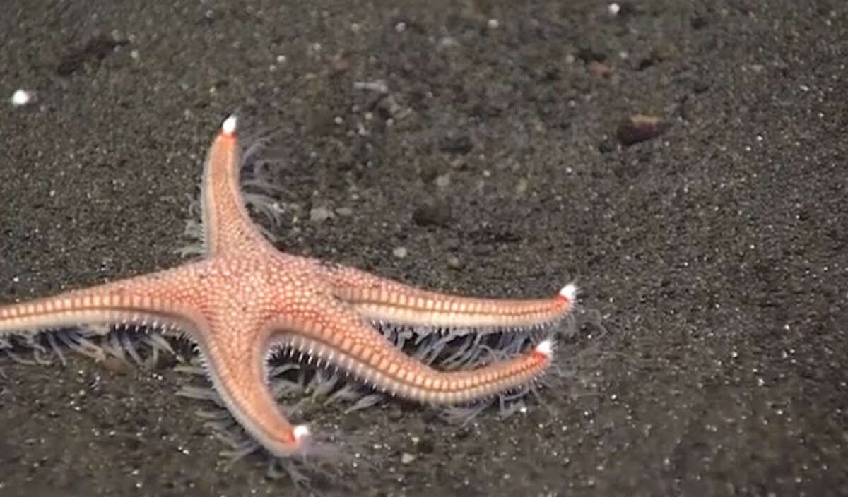 How a starfish walks is kinda gross, kinda cool