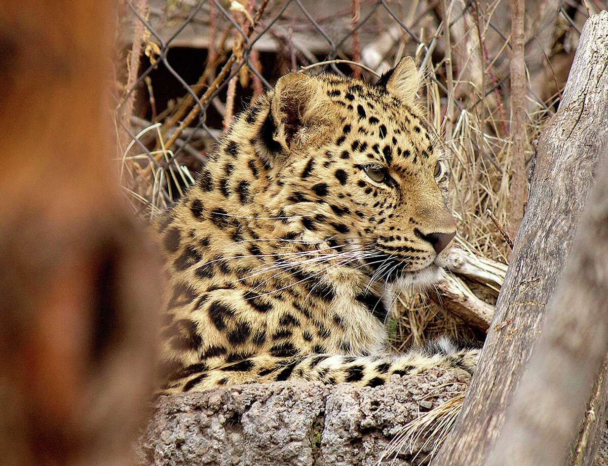 Wild Texas: Which counties have the most exotic animals