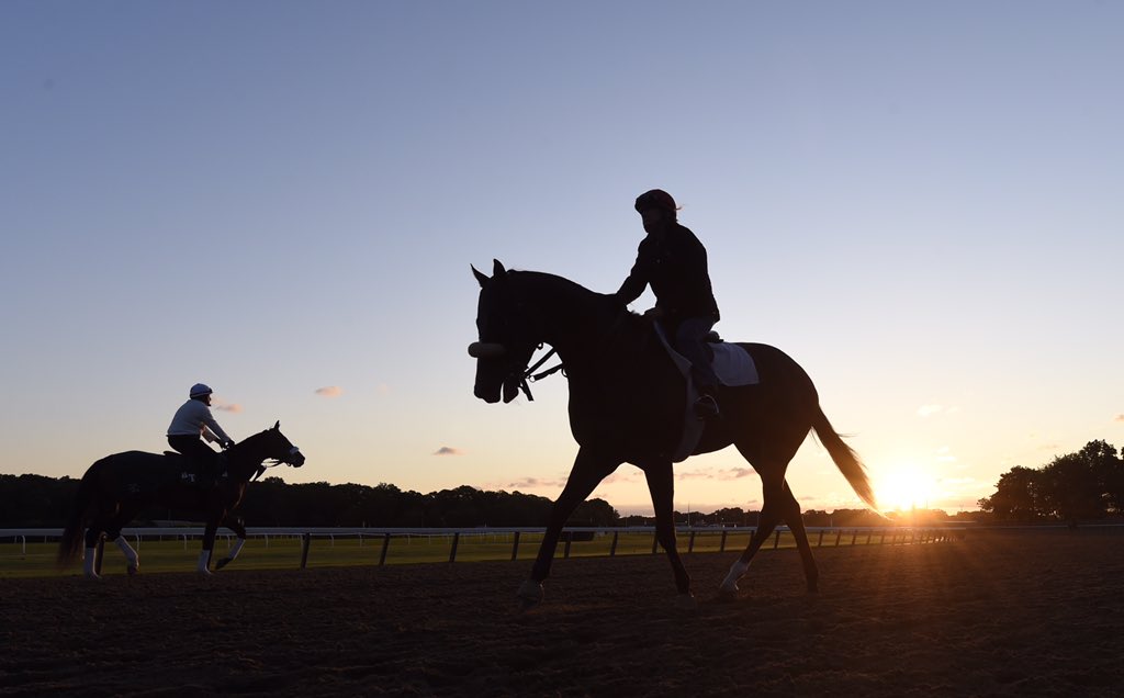 Photos: Horses train in dawn's light at Belmont
