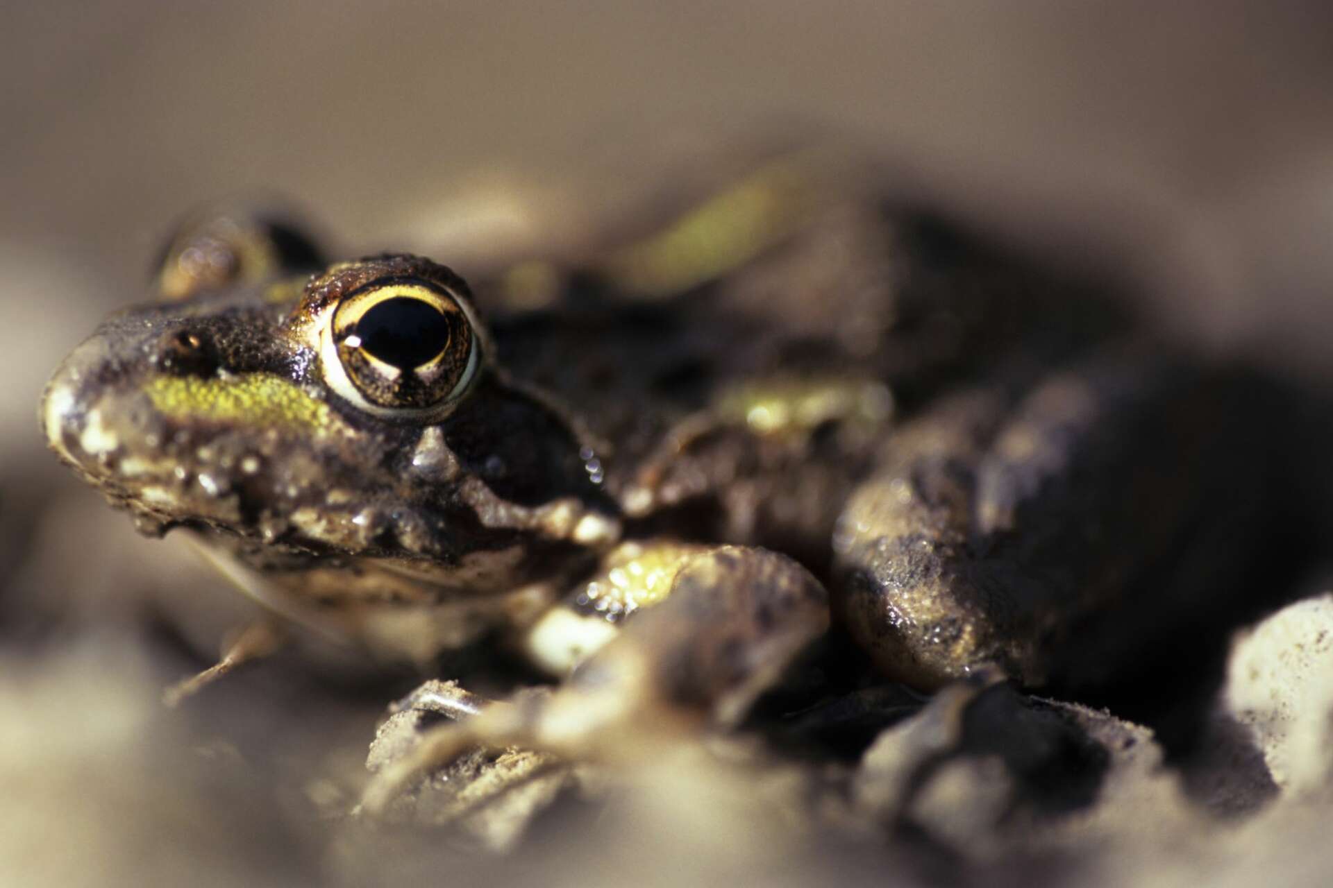 World's ugliest color revealed