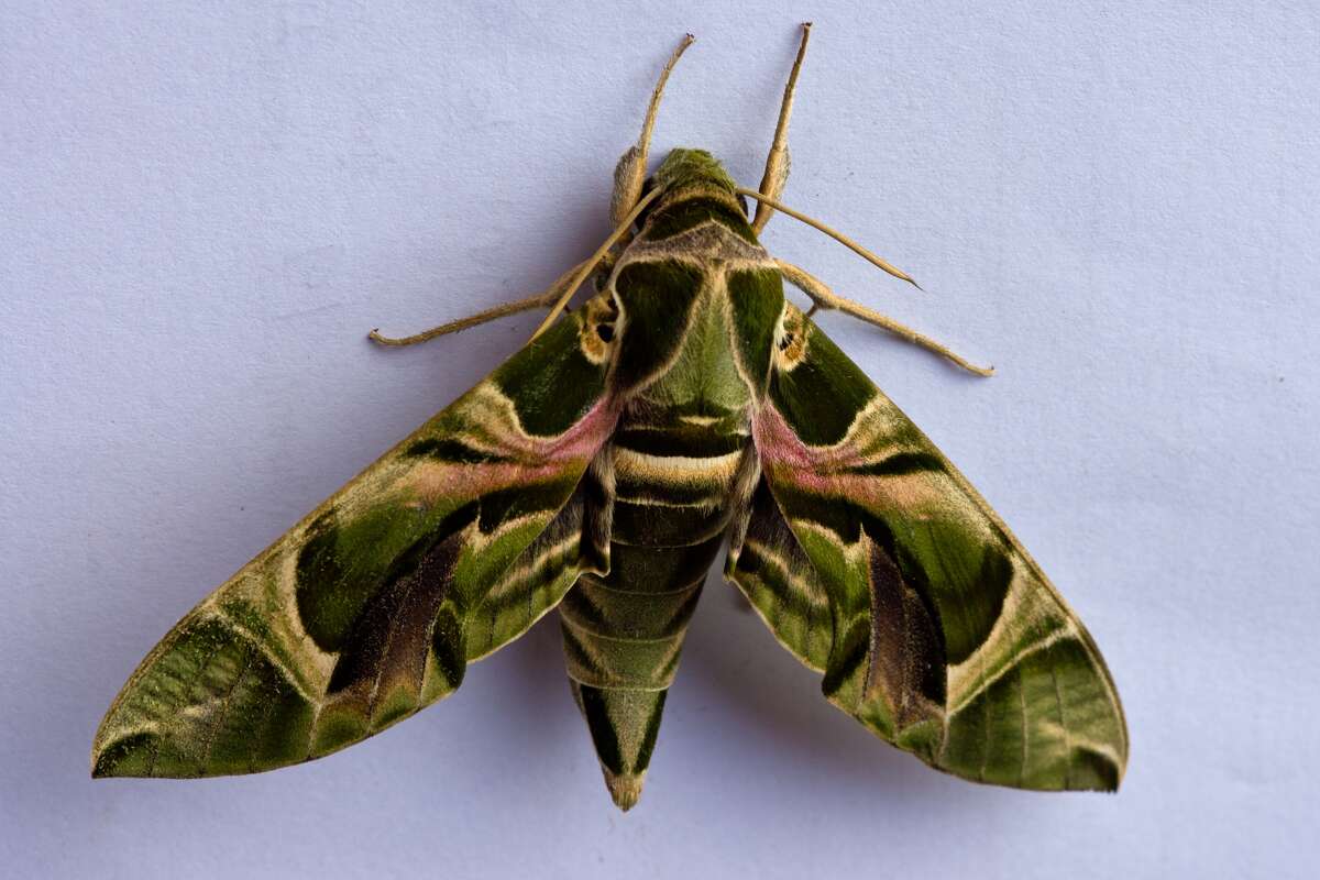 And the world's ugliest color is...