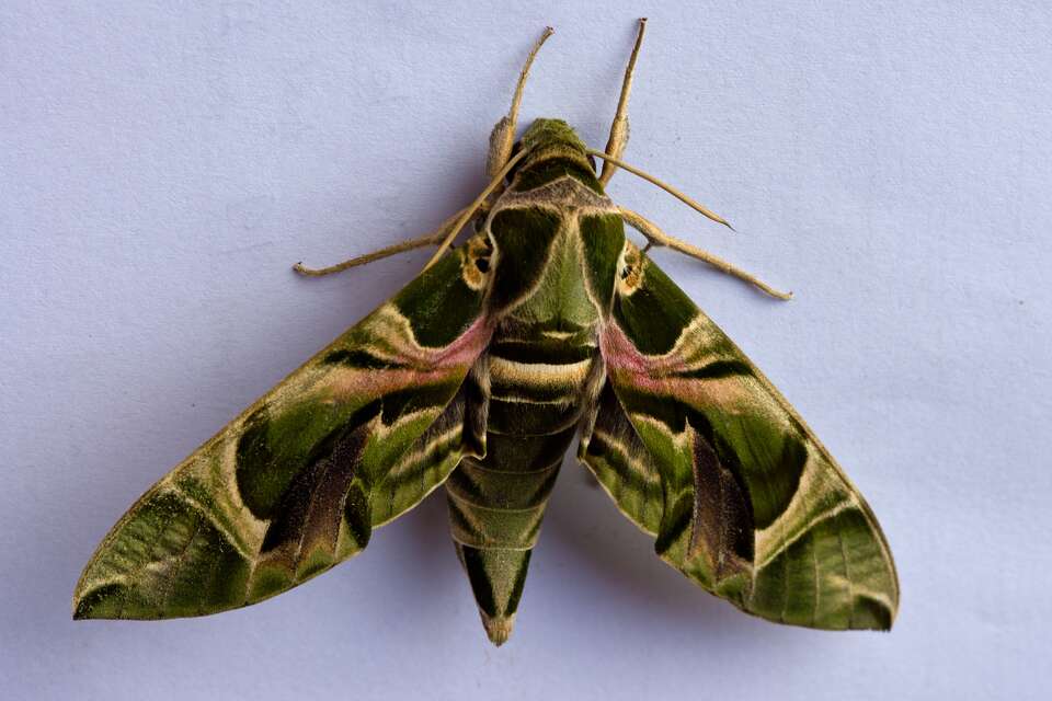 World's ugliest color revealed