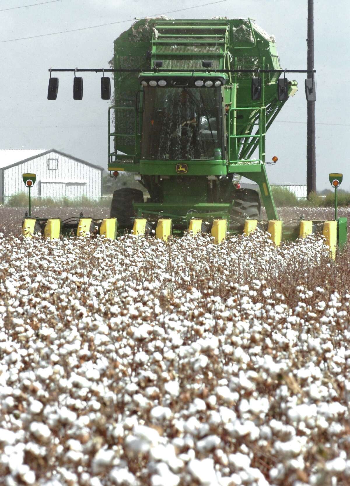 Cotton farmers headed for a hard landing as subsidies phase out