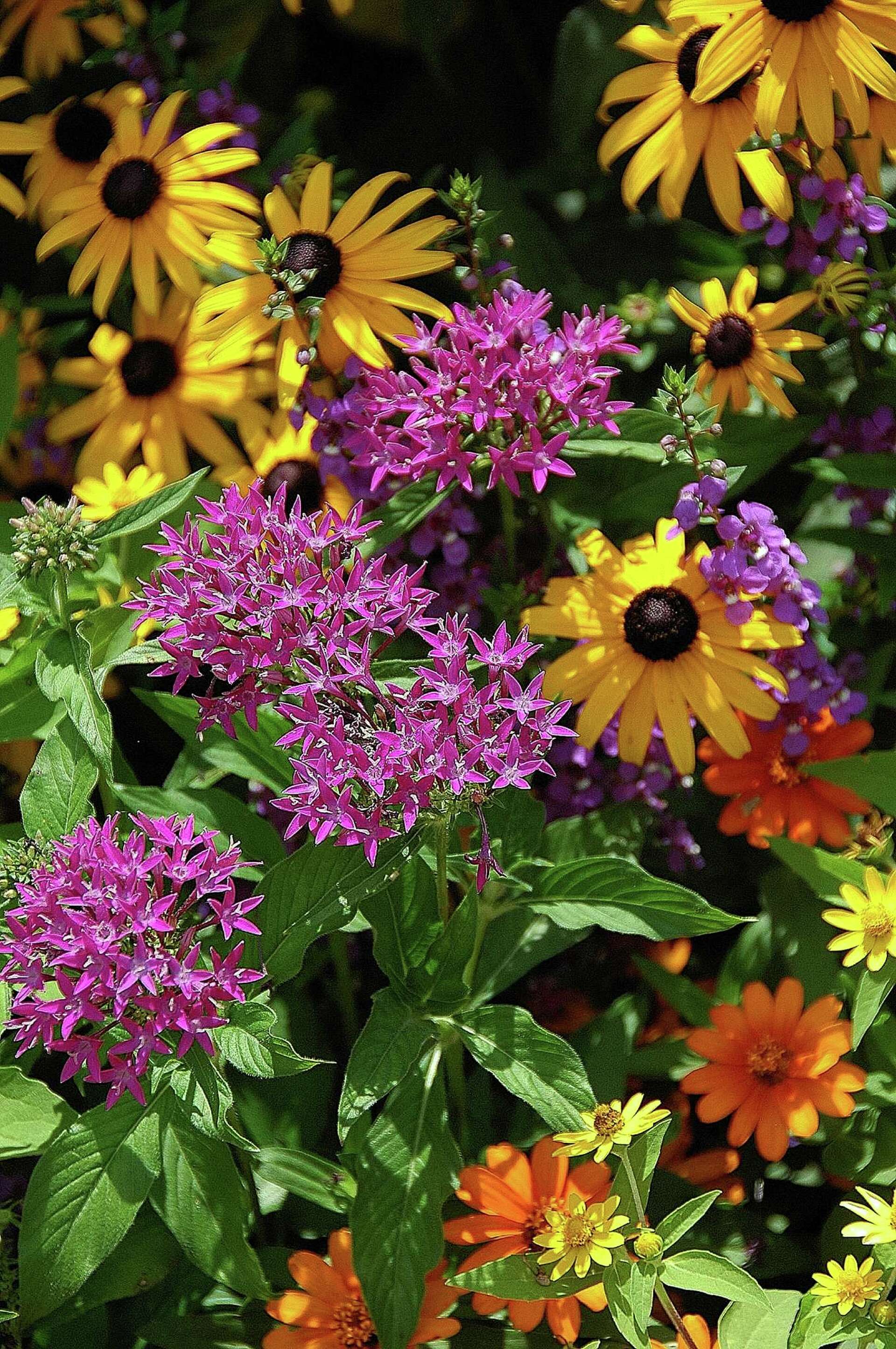 Summer color that can take the summer heat