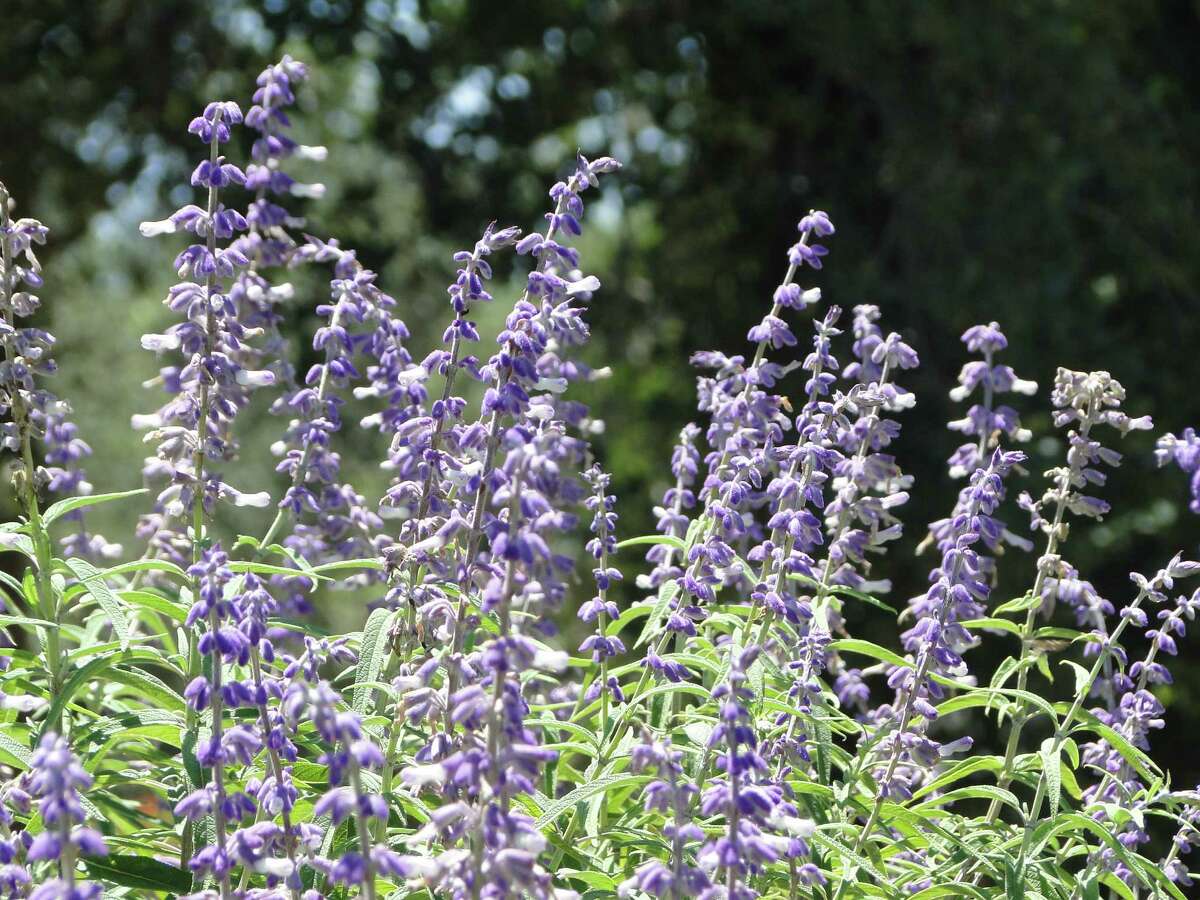 Summer color that can take the summer heat