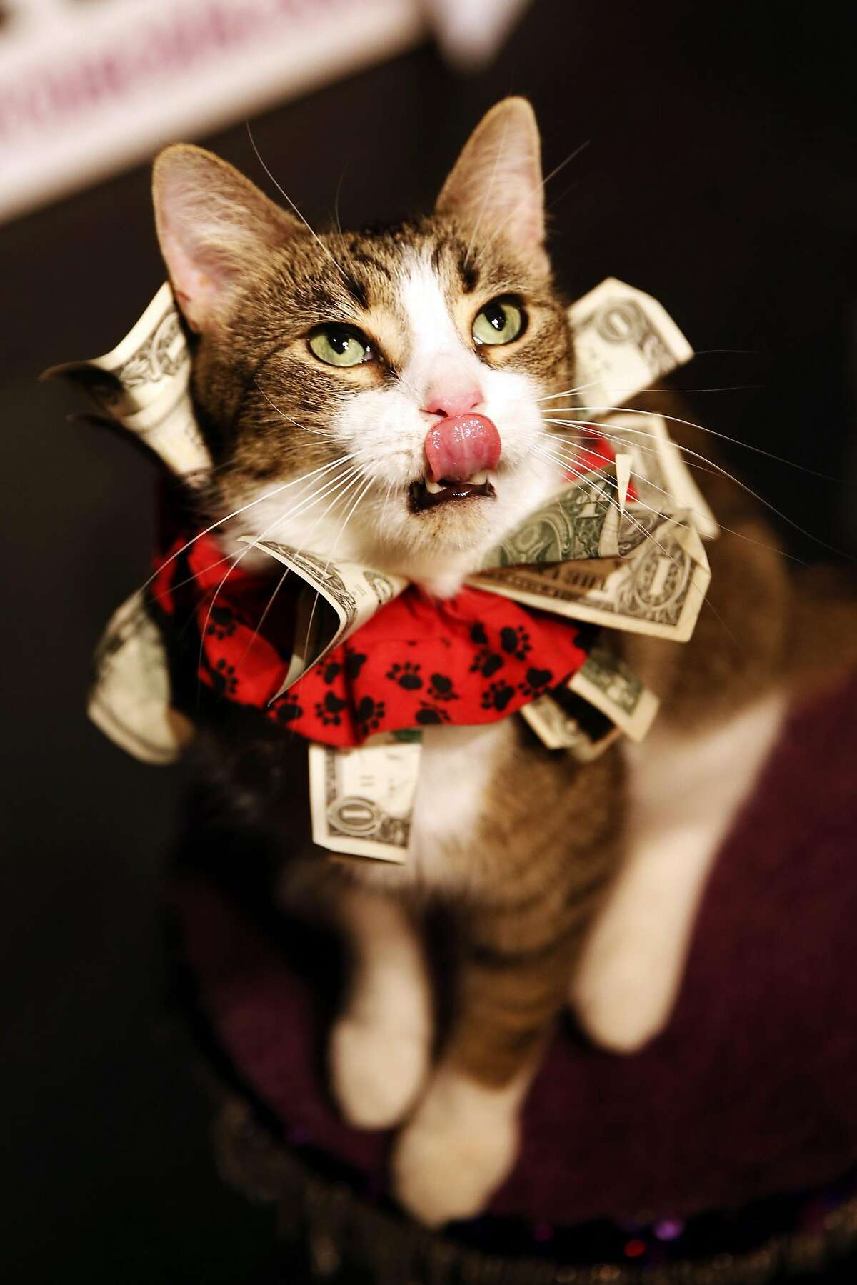 The Amazing Acro-Cats bring cat circus back to San Francisco