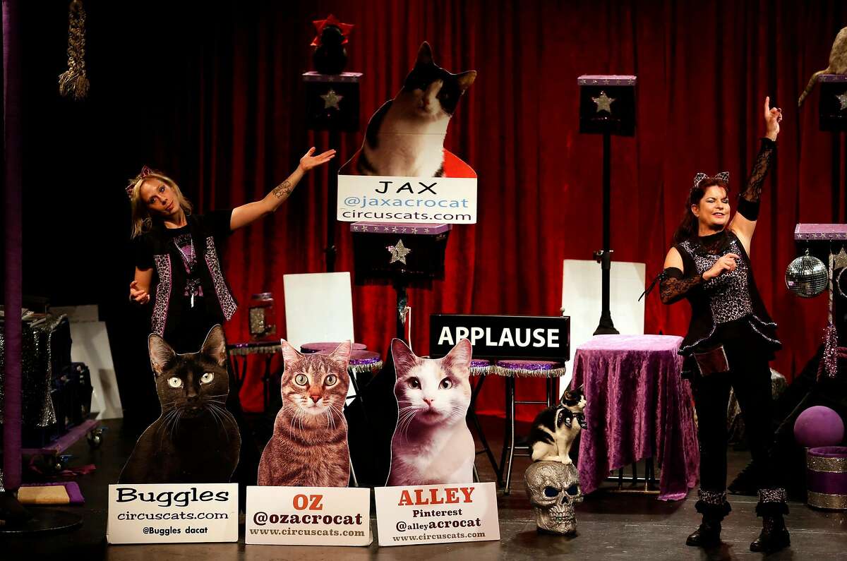 The Amazing Acro-Cats bring cat circus back to San Francisco
