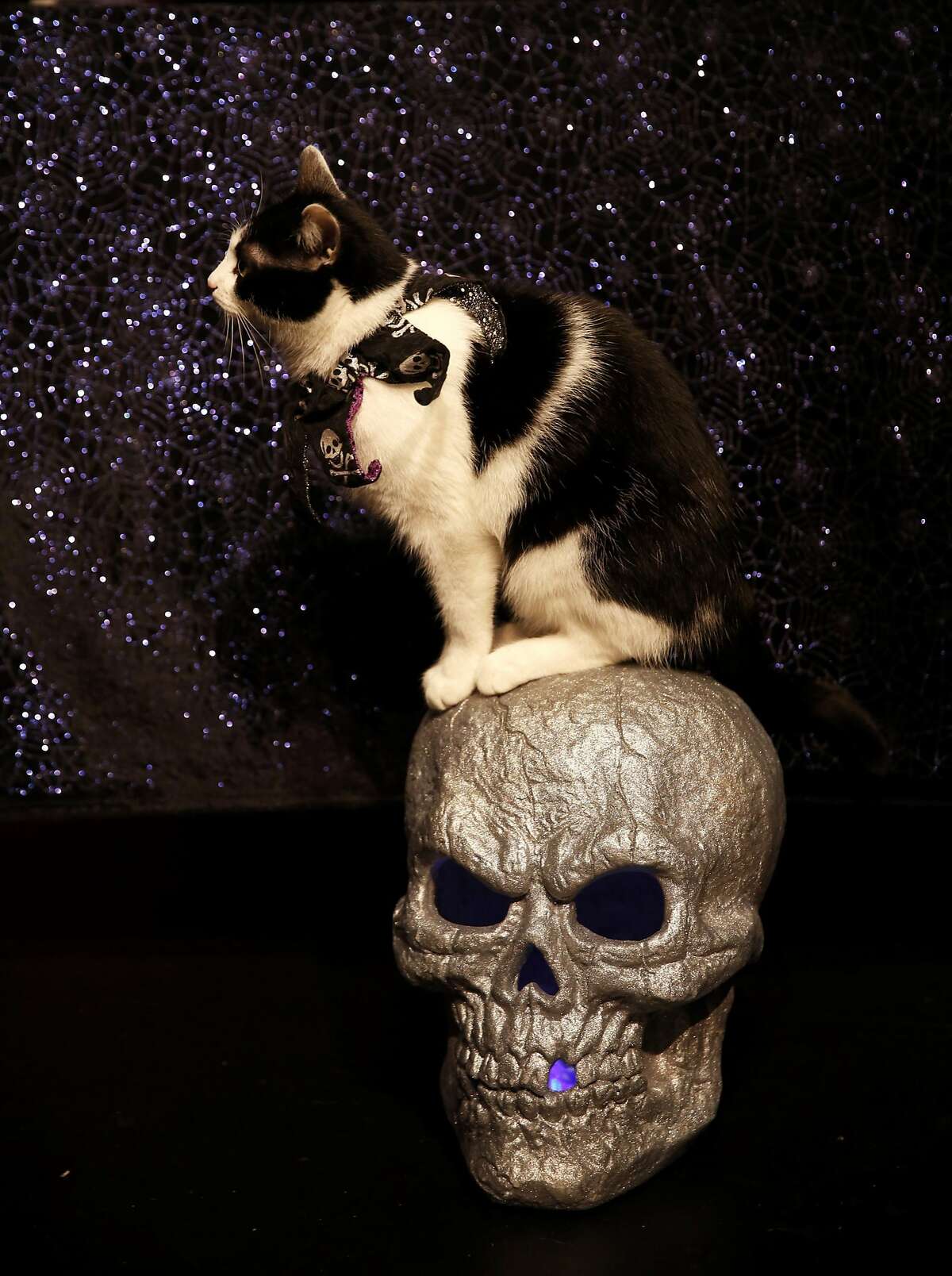 The Amazing Acro-Cats bring cat circus back to San Francisco