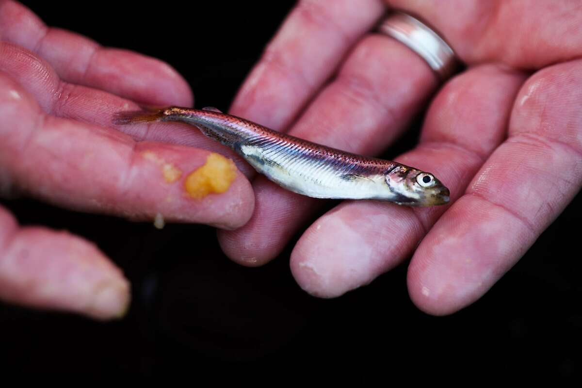 Delta smelt on the brink