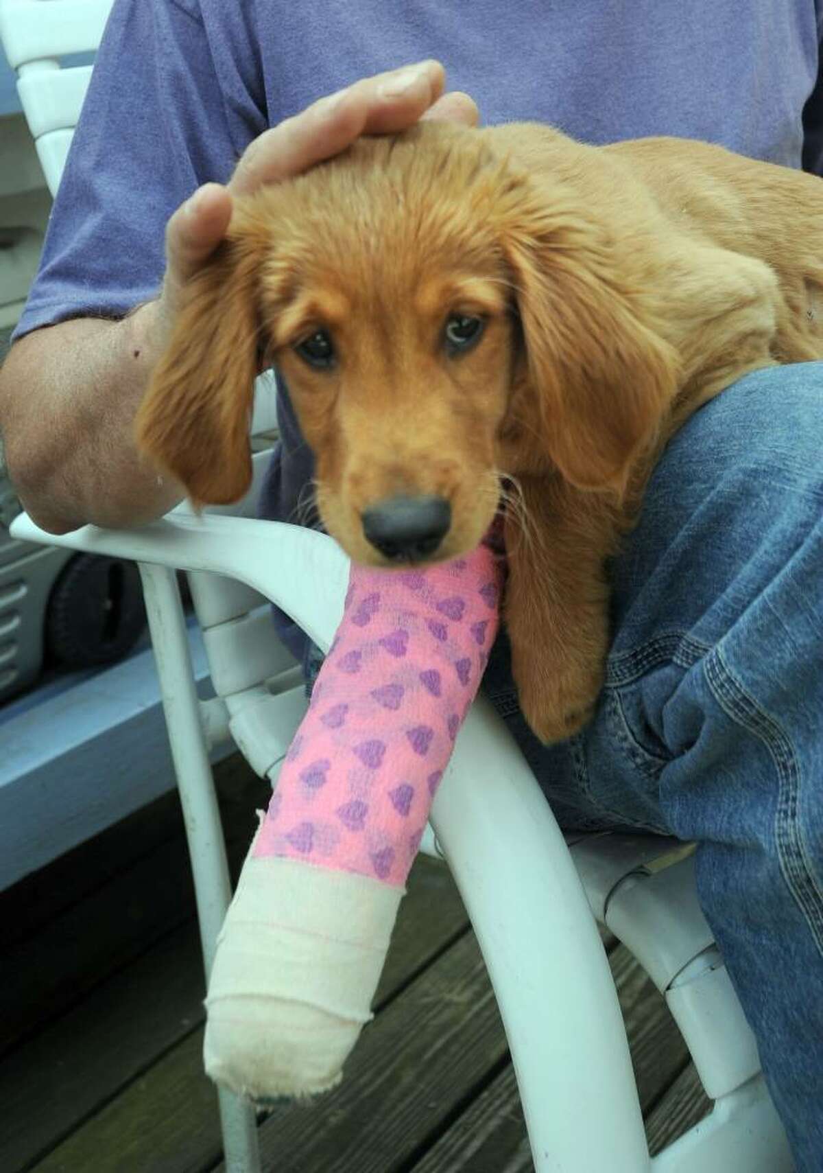 German shepherds attack Ridgefield man and pup on stroll