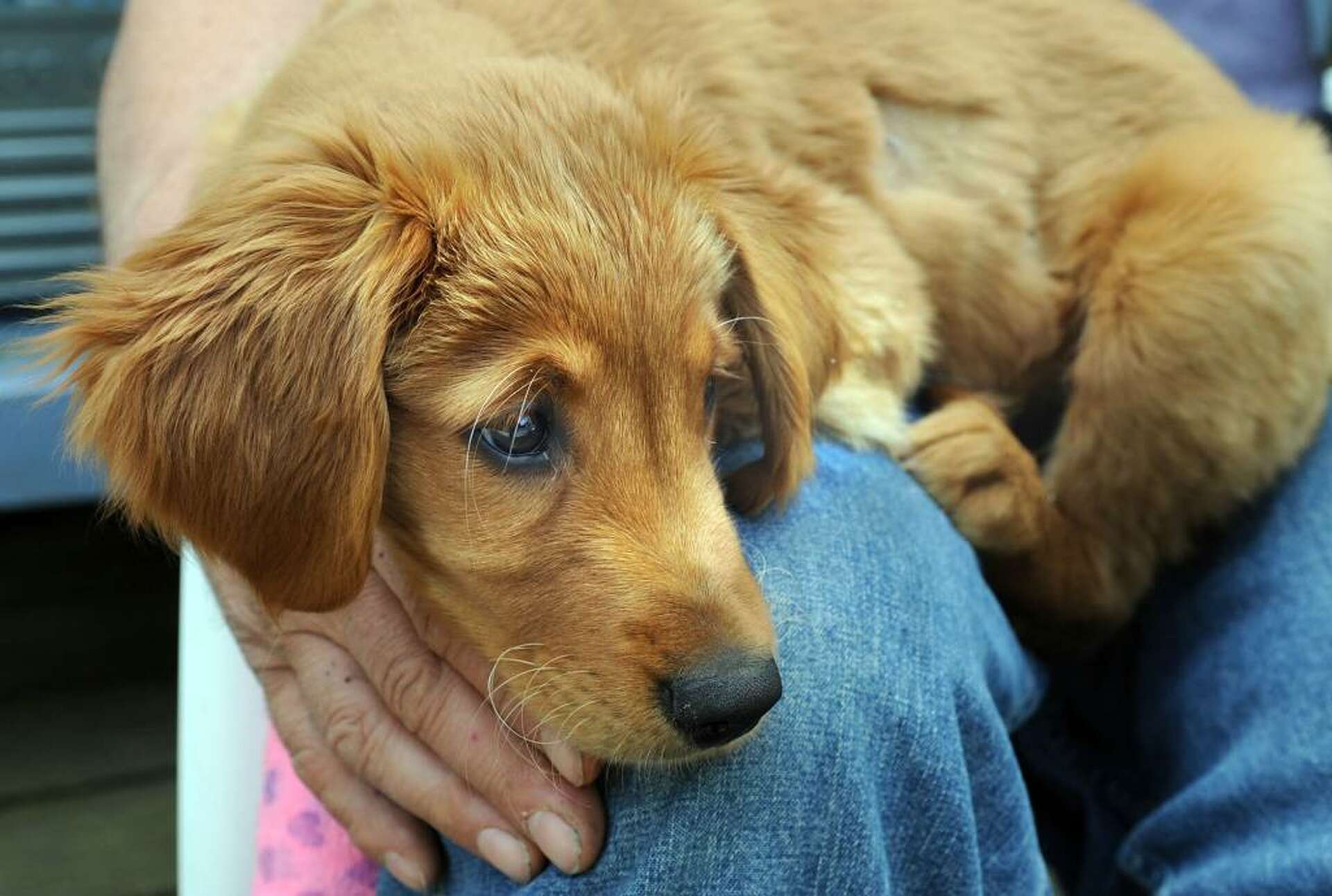 German shepherds attack Ridgefield man and pup on stroll