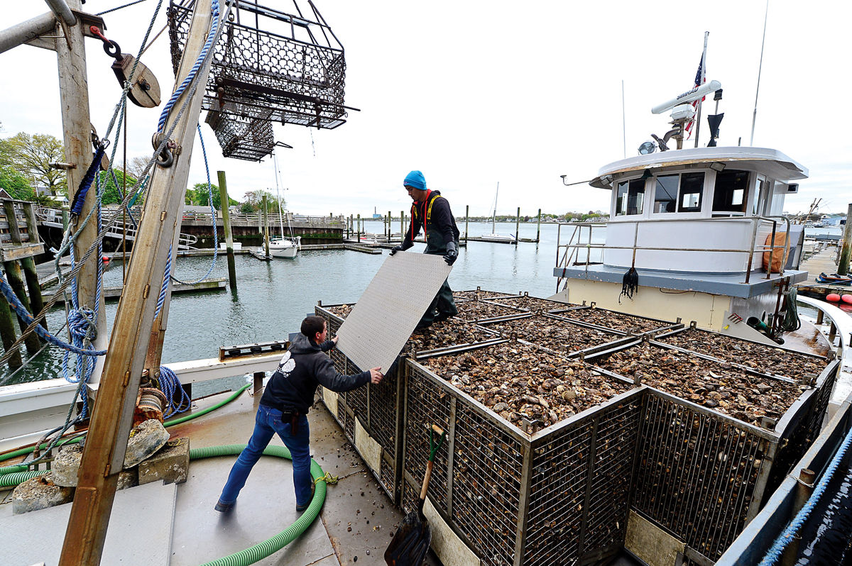 Shellfish industry depends on a clean Sound
