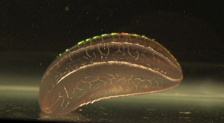 Unique floating lab showcases 'aliens of the sea'