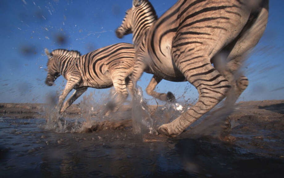 Zebras make longest trek in Africa, research says - The Hour