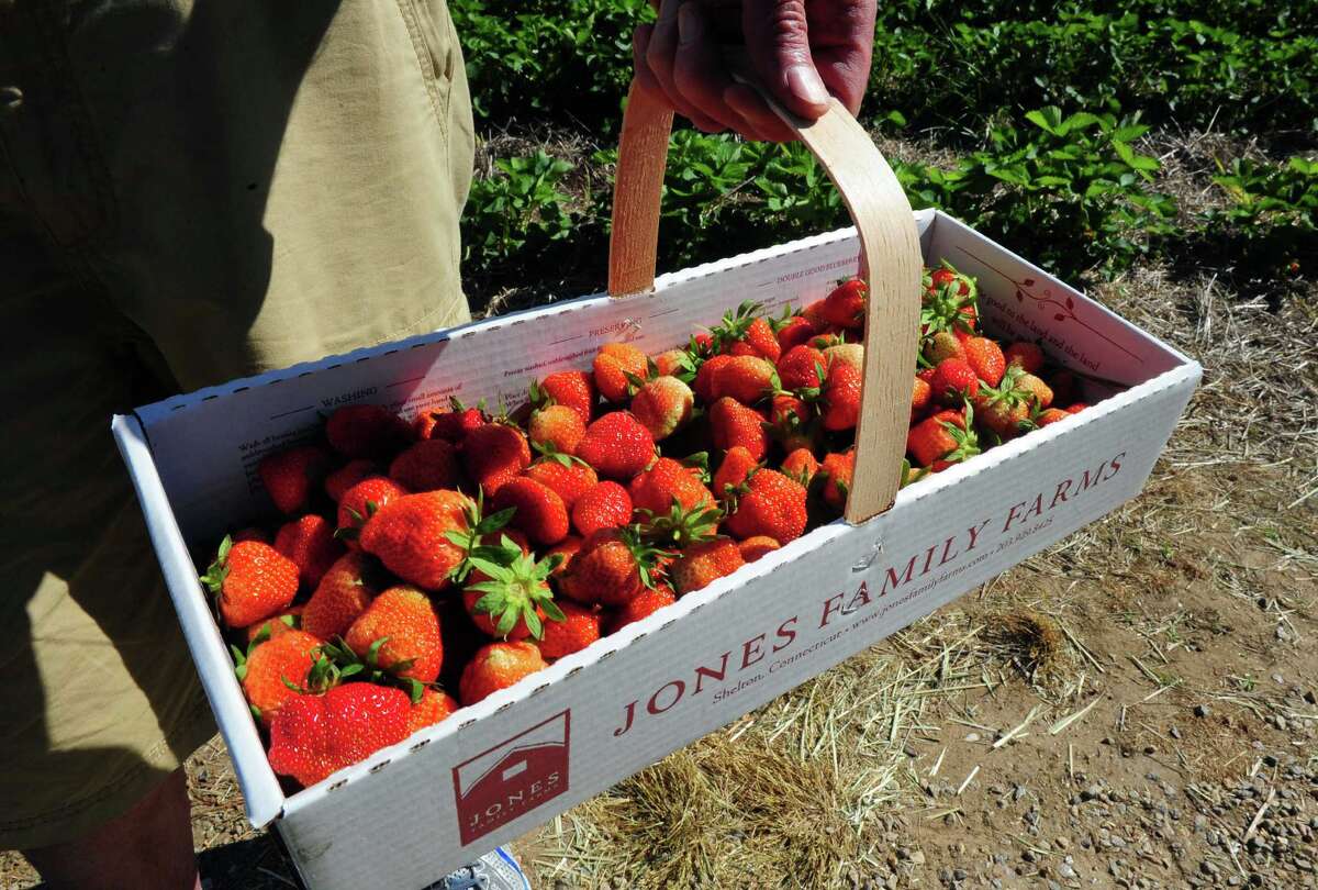 These farms around Connecticut offer pick-your-own berries