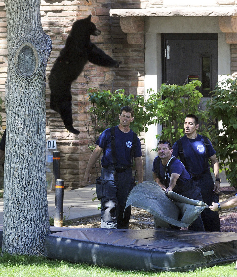Bear tranquilized after climbing tree on Colorado campus