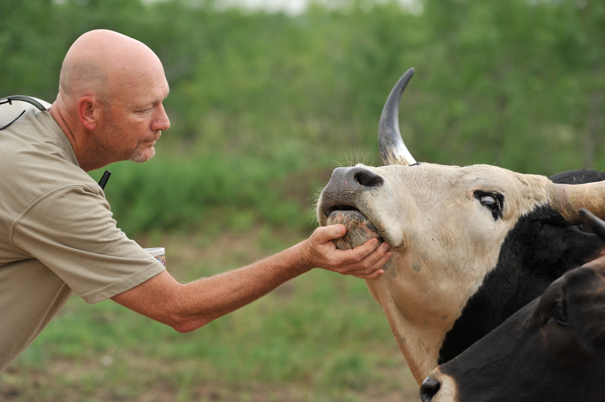 Where cow pies really matter