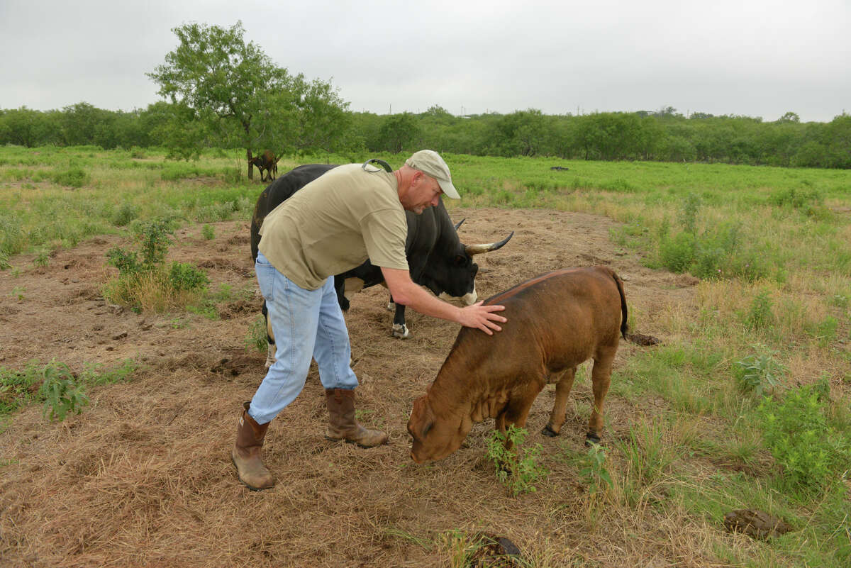 Small ranchers at odds with Big Beef marketing