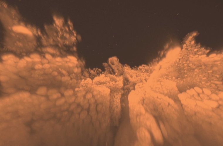 See-through mice reveal details of inner anatomy