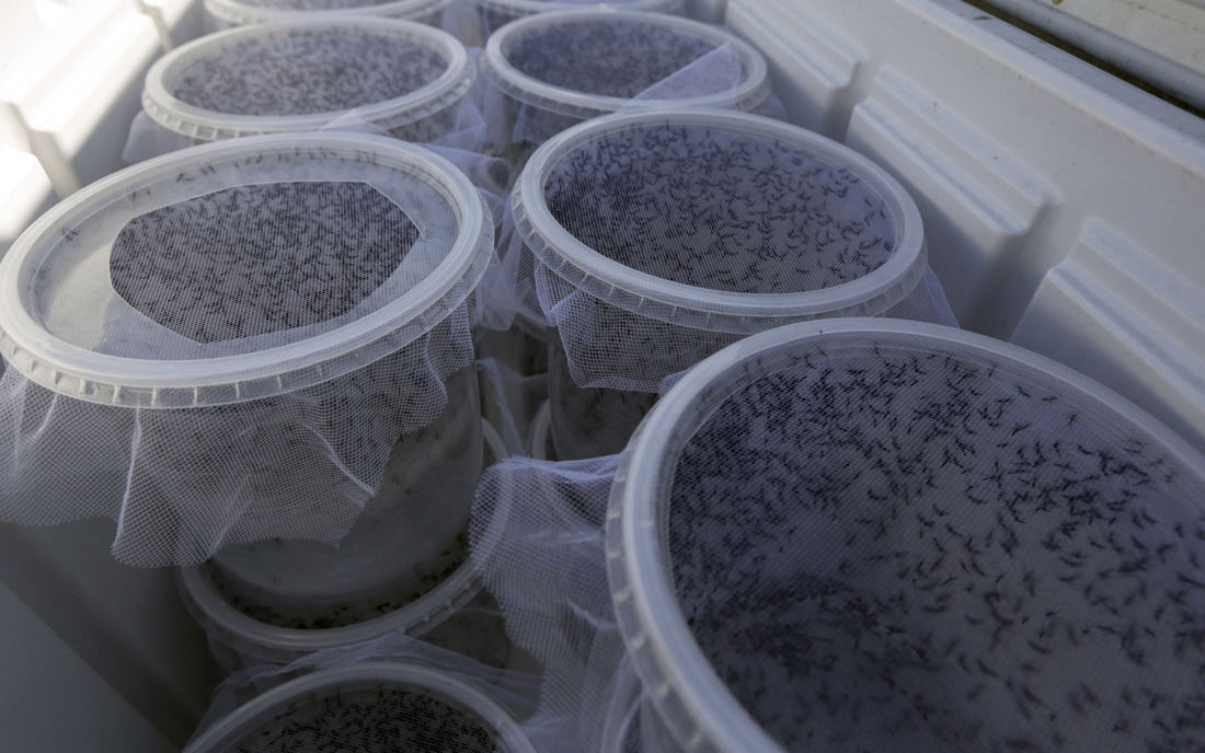 New mosquito-borne virus spreads in Latin America New mosquito-borne virus spreads in Latin America