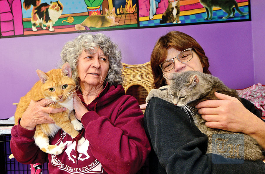 Father McKenna's Cats