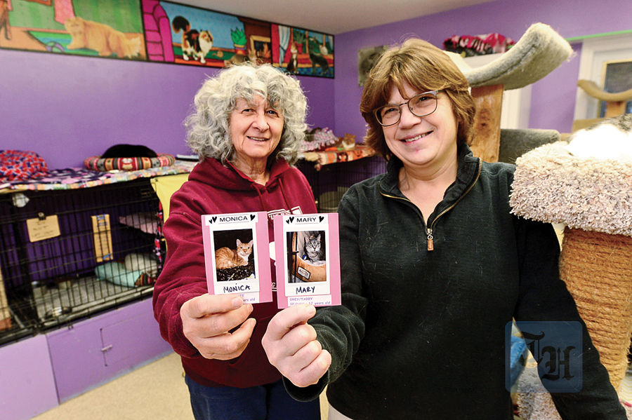 Father McKenna's Cats