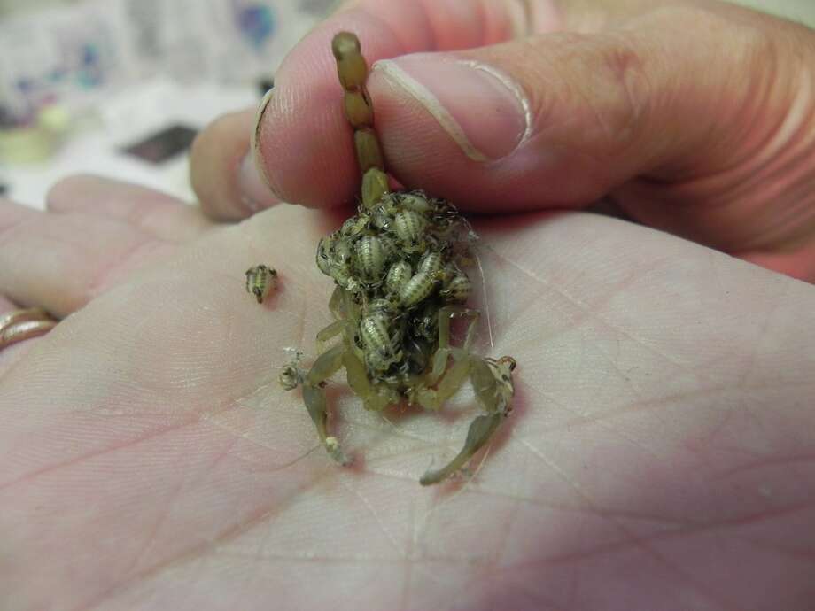 Photo of scorpion mother carrying her babies in Texas will haunt your ...