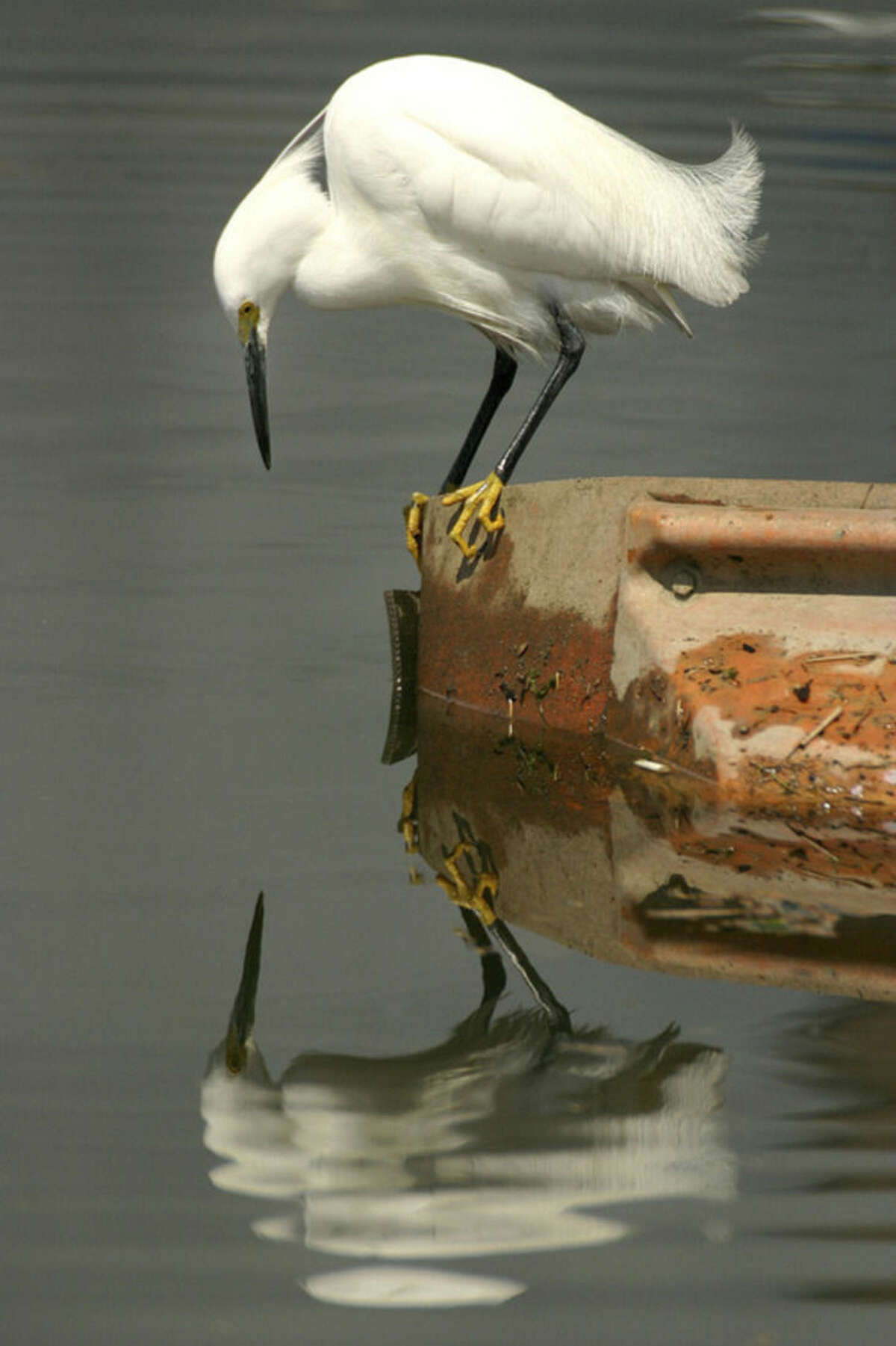 For the Birds: Snowy or Great Egret? Look to the feet