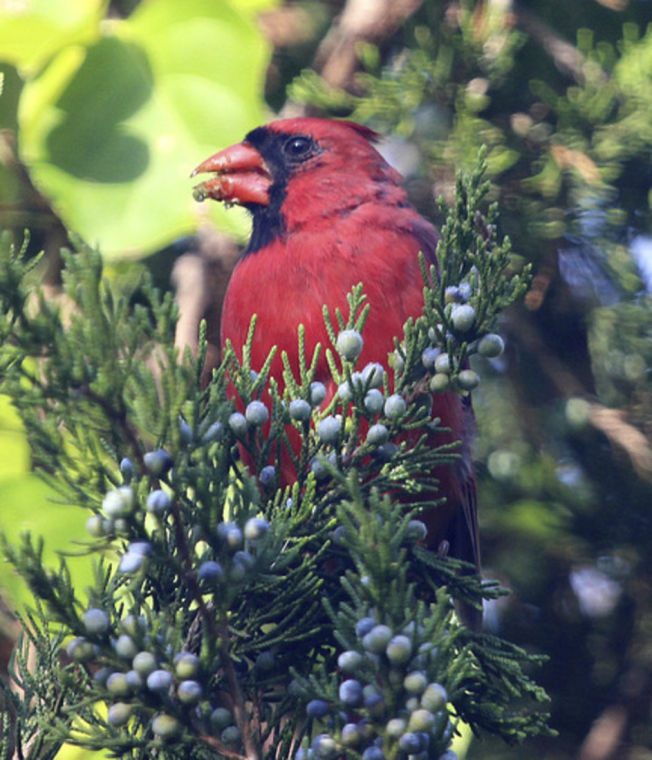 For the Birds: Early signs of spring -- finally