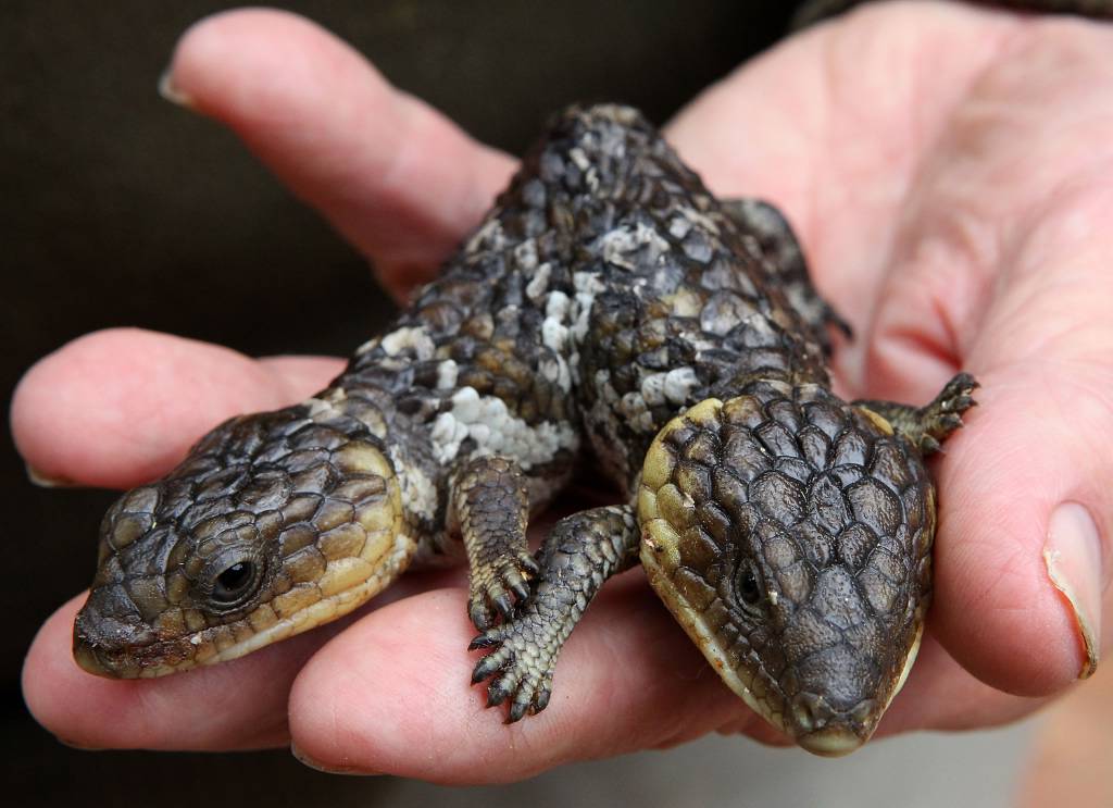 Two-Headed lizard gets a new home