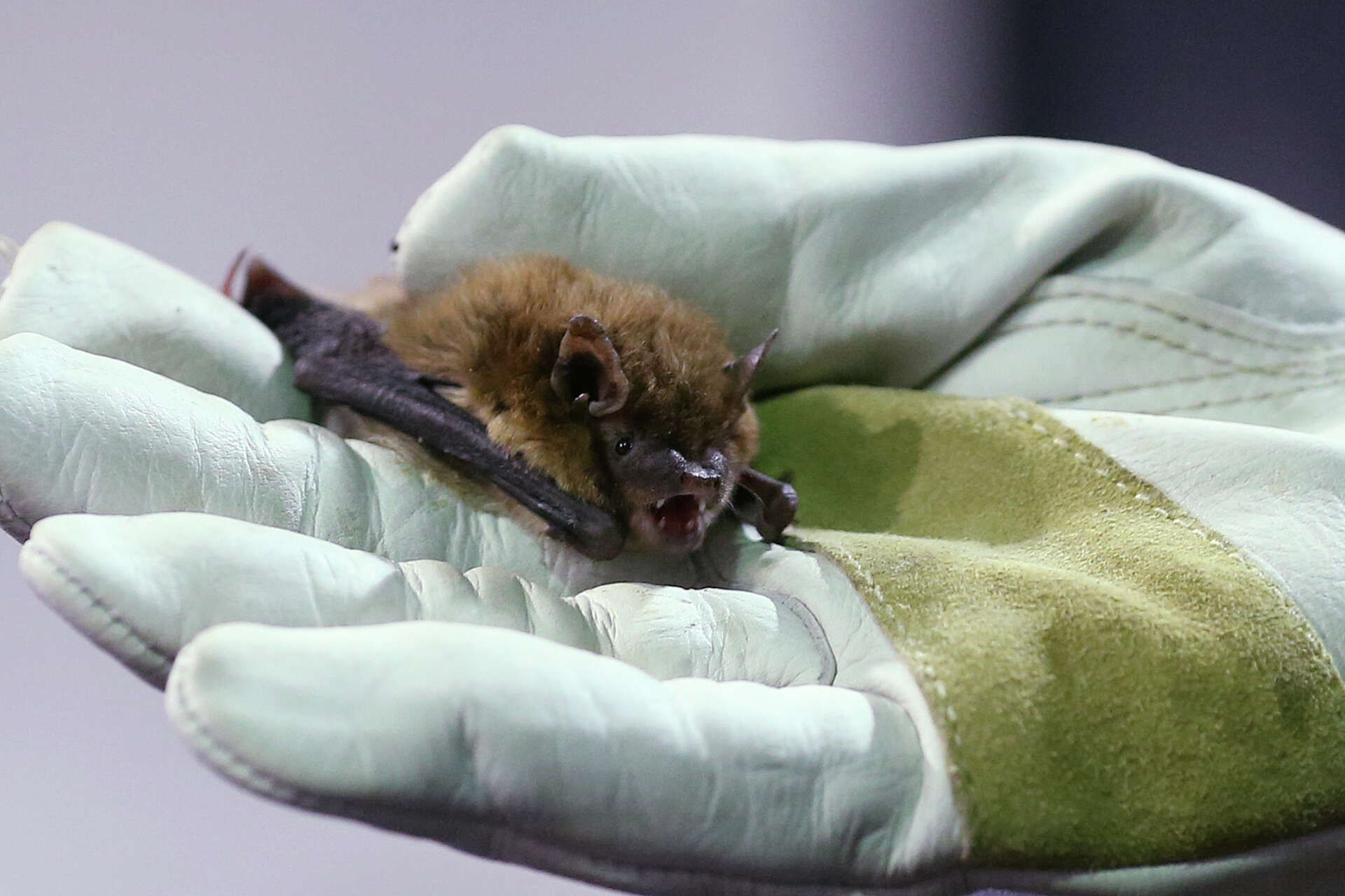 Bats to get a new home at New Milford quarry