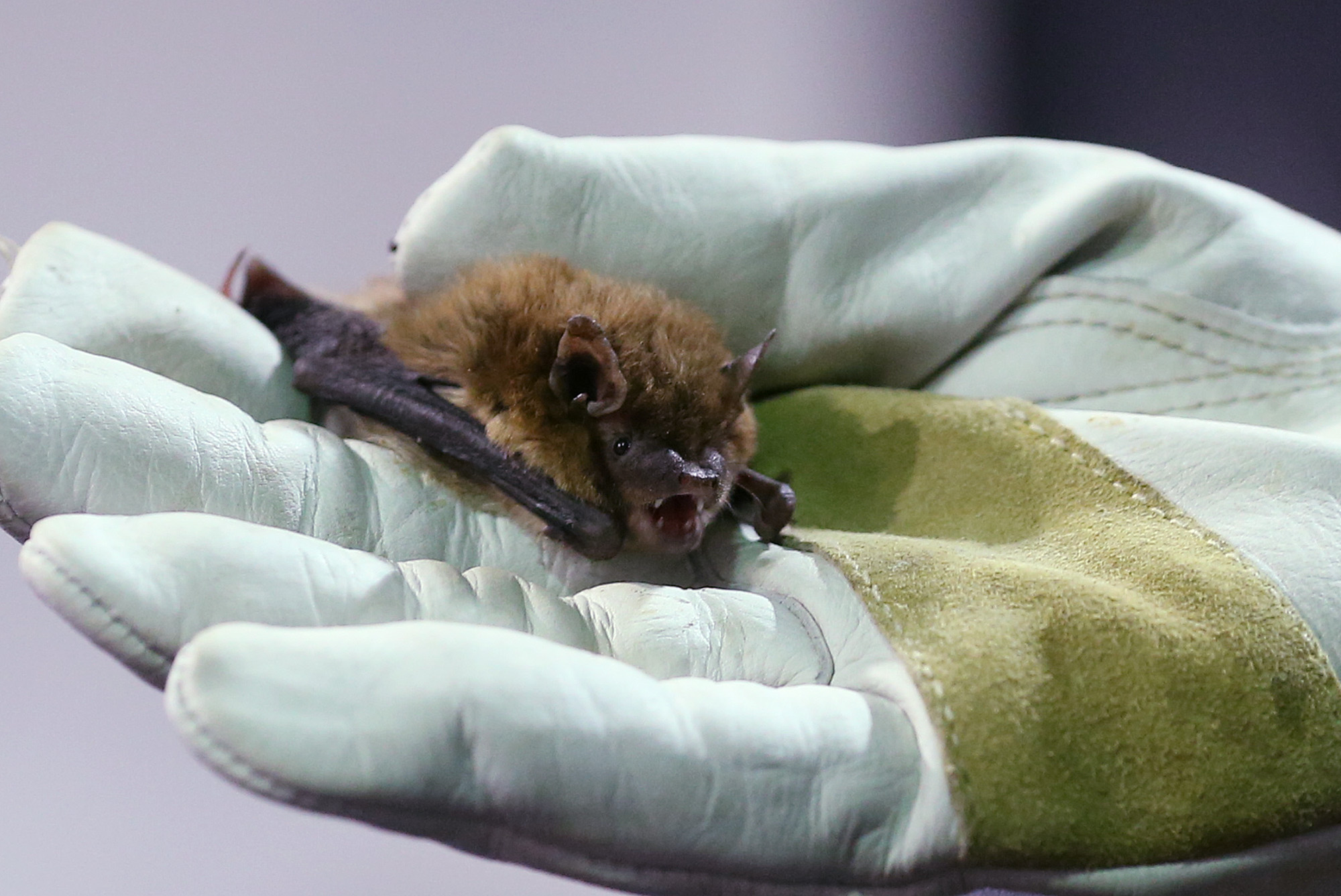 Bats to get a new home at New Milford quarry