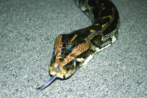 Earthplace says goodbye to legend as Barney the python dies