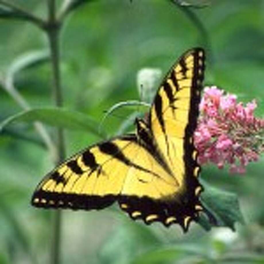 Connecticut Butterfly Association summer field trips - The Hour