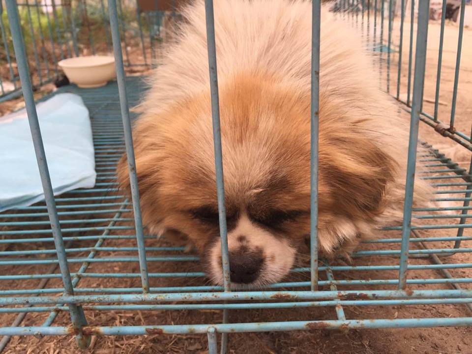 Dogs that are part of the dog meat trade