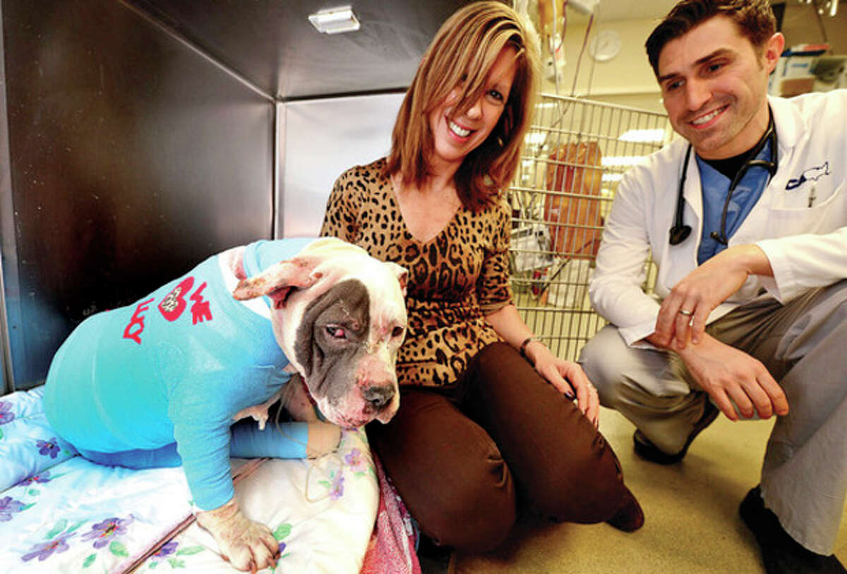 Norwalk dog burned in fire trying to save her pups struggles to recover ...