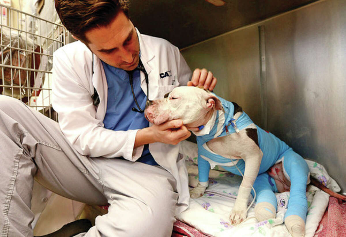 Norwalk dog burned in fire trying to save her pups struggles to recover ...