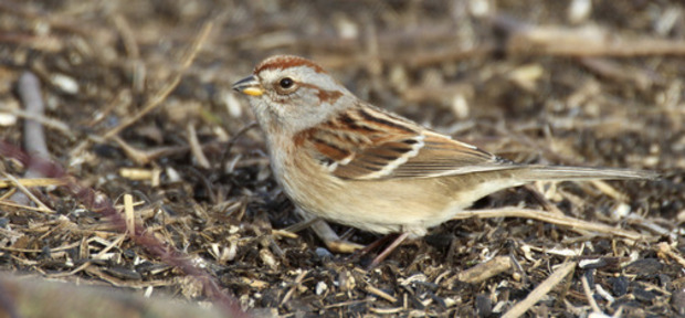 For the Birds: Lots of our 'regular' birds out there