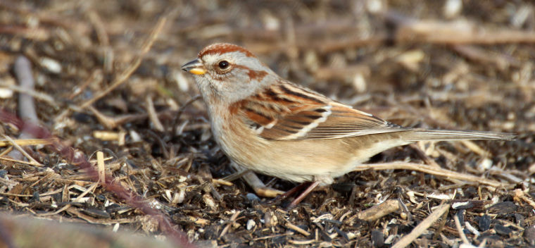 tree sparrow