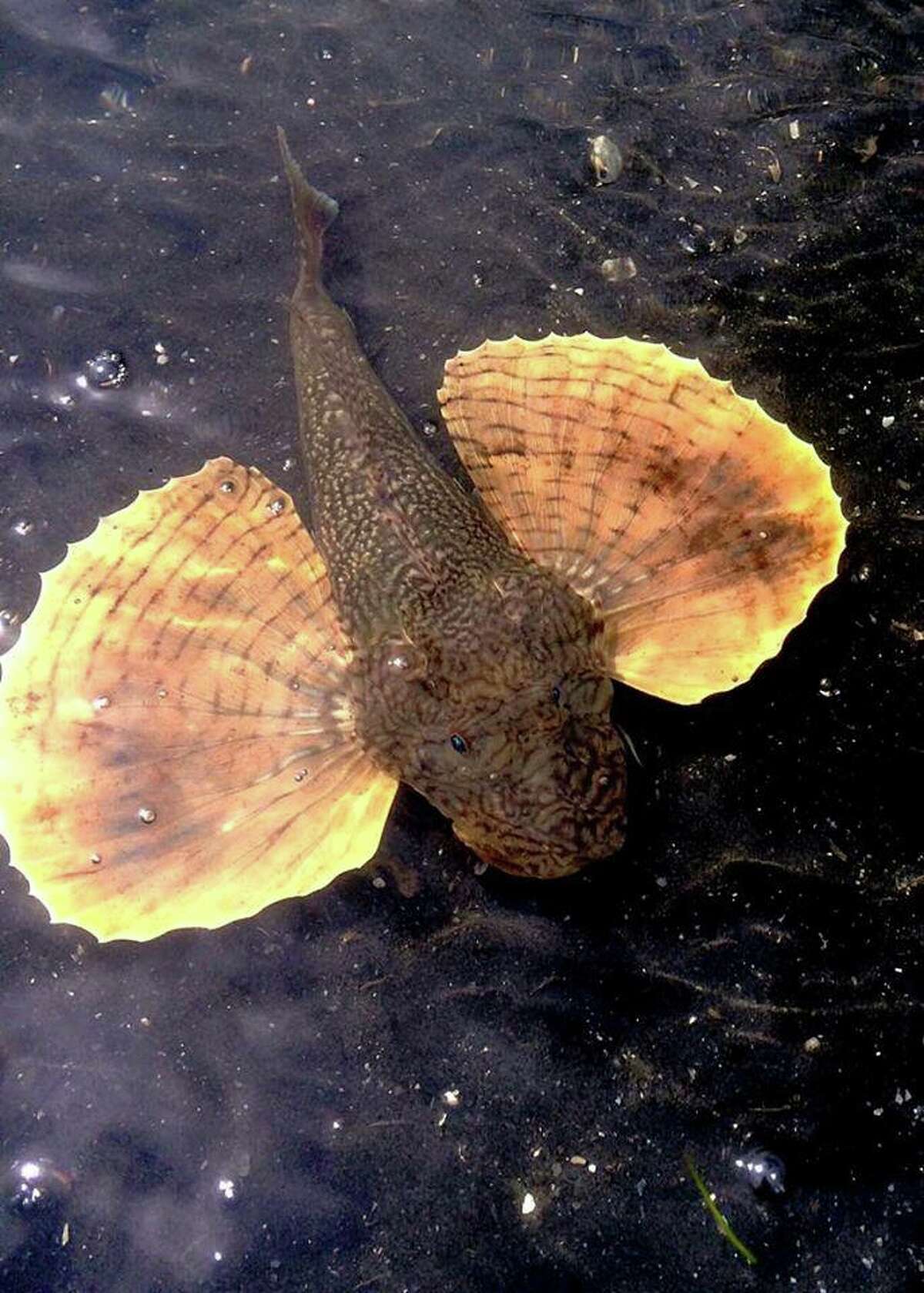 Creepy looking fish with armor-type scales, 'wings' pops up near Padre ...