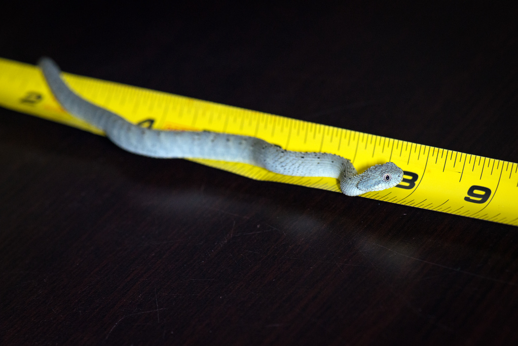 Houston Zoo releases photos of tiny green bush vipers recently born on site