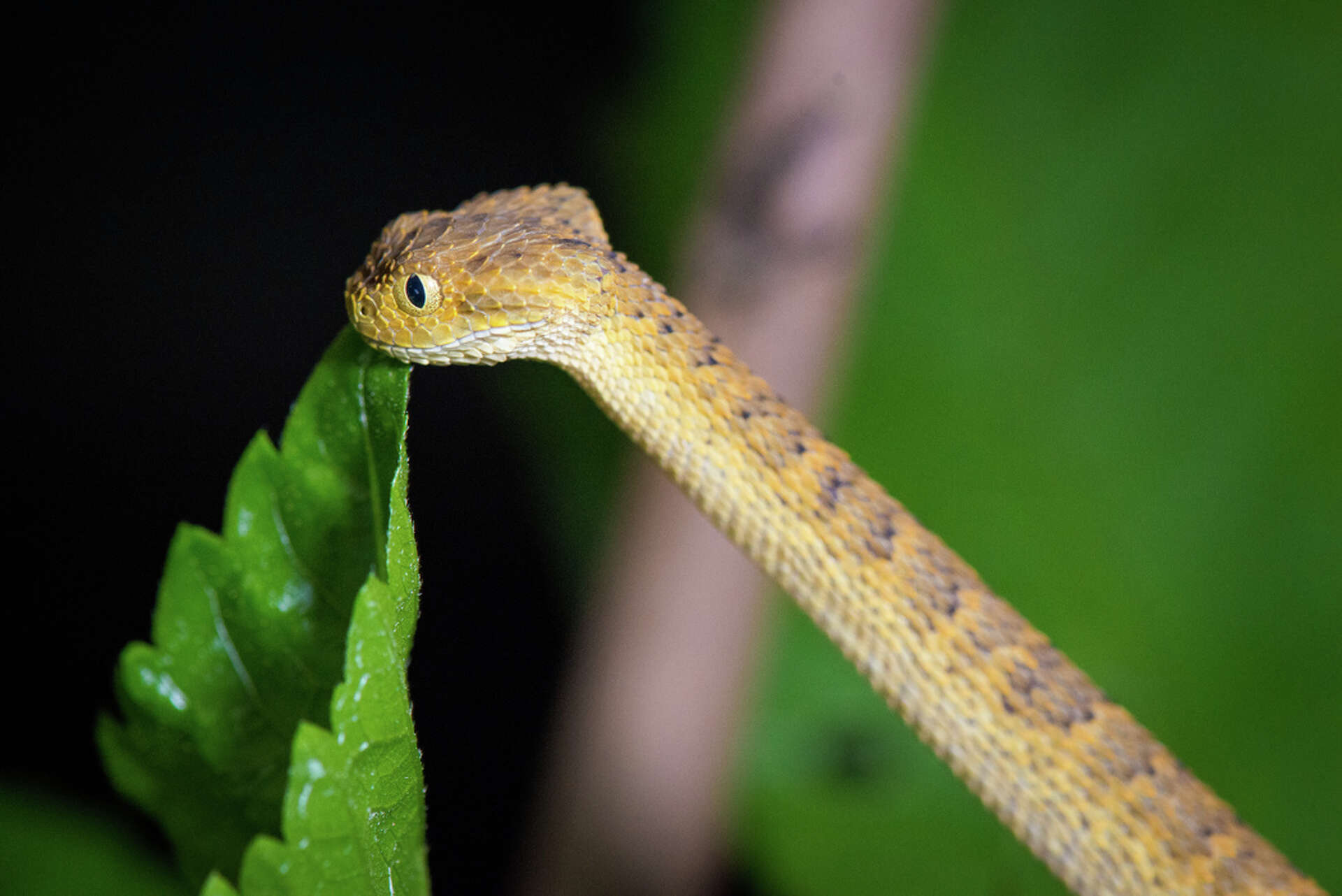 Houston Zoo releases photos of tiny green bush vipers recently born on site